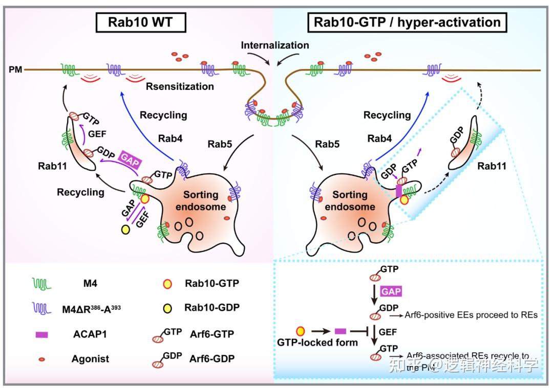 CMLS︱华中科技大学张蓉颖实验室揭示Rab10作为分子制动器调控M4 mAChR转运和信号的分子机制 - 知乎