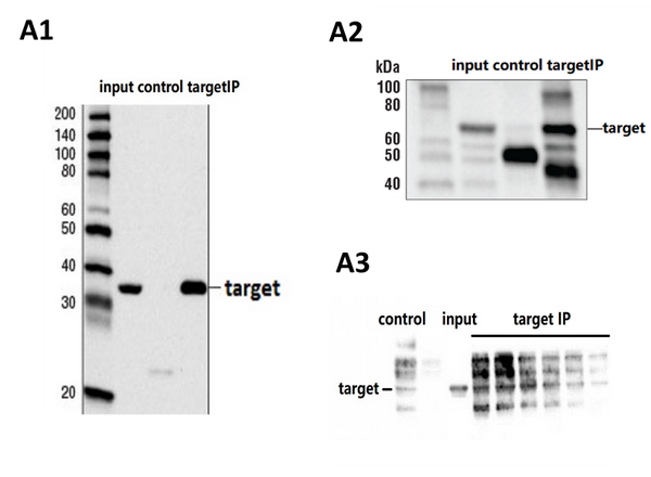蛋白互作组学——系列3 IP-MS方案设计 - 知乎
