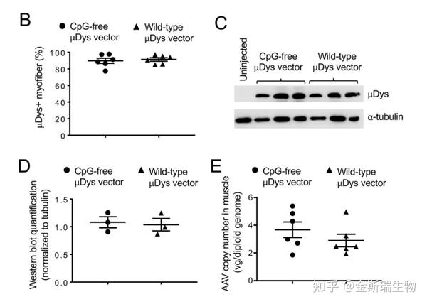 Nature子刊：人工合成的ITR 可用于AAV载体构建，有望改善基因疗法 - 知乎