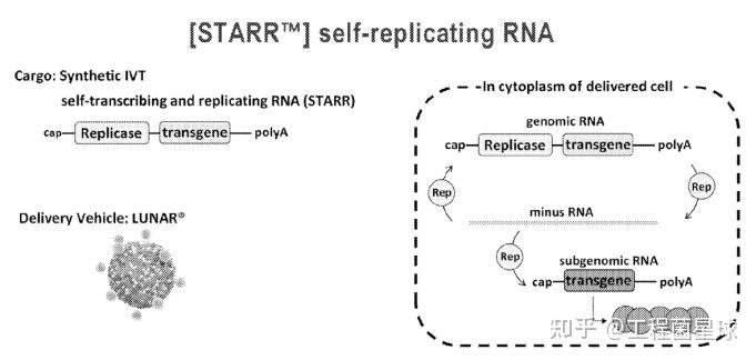 saRNA专利解析|自复制RNA(saRNA)骨架序列的设计和优化 - 知乎