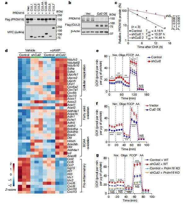 Nature metabolism丨肝脏因子ORM2通过抑制脂肪从头生成维持肝脏脂质稳态 - 知乎