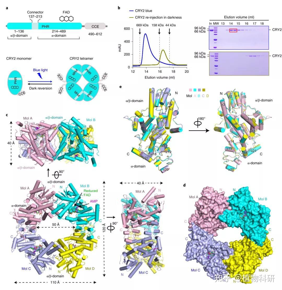 Nature plant |华中农大和南方科技大学揭示蓝光受体CRY2激活的分子机制 - 知乎