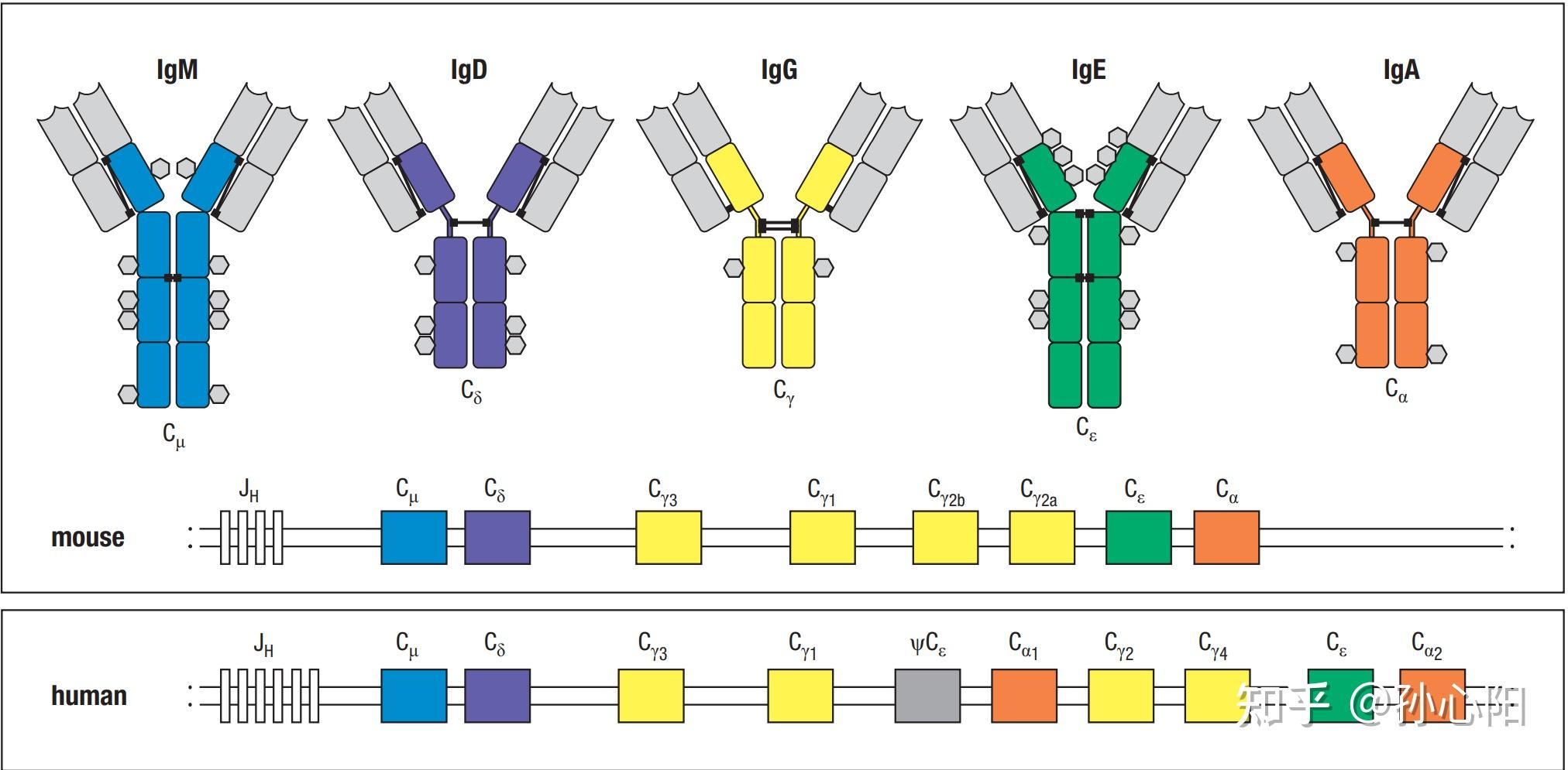 Chapt5: 淋巴细胞抗原受体的生成（二） - 知乎