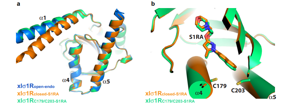 Nat Commun︱周小明/孙子宜团队根据Sigma-1受体开放式构象揭示其配体进入途径的分子机制 - 知乎