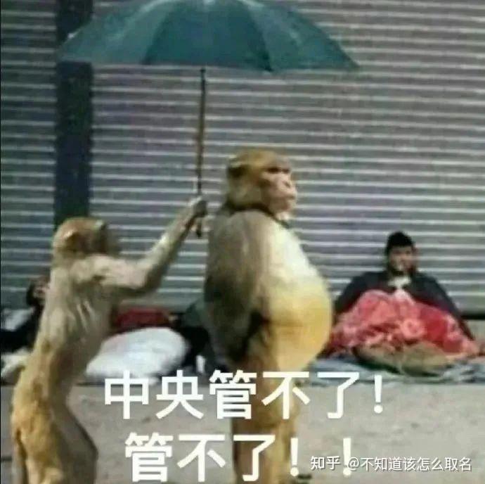 猴子表情包汇总 - 知乎