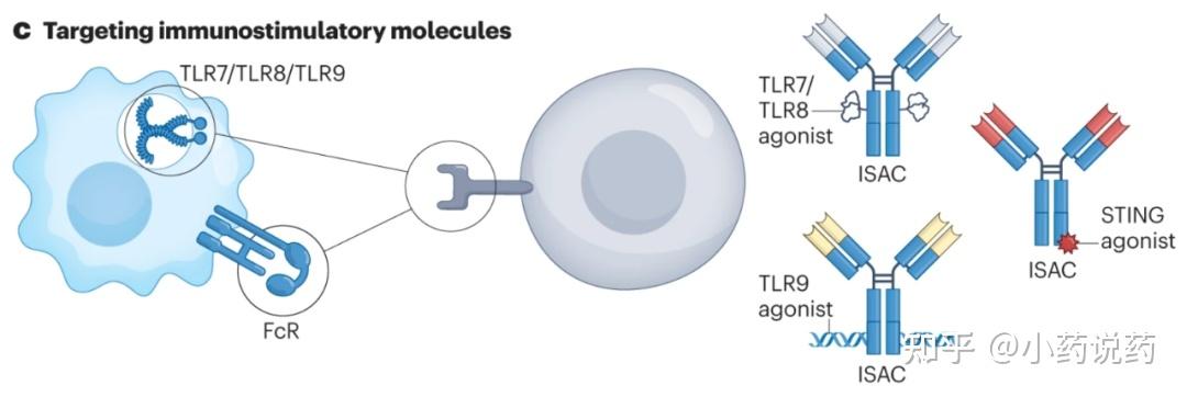 癌症免疫治疗中的新型免疫细胞接合器 - 知乎