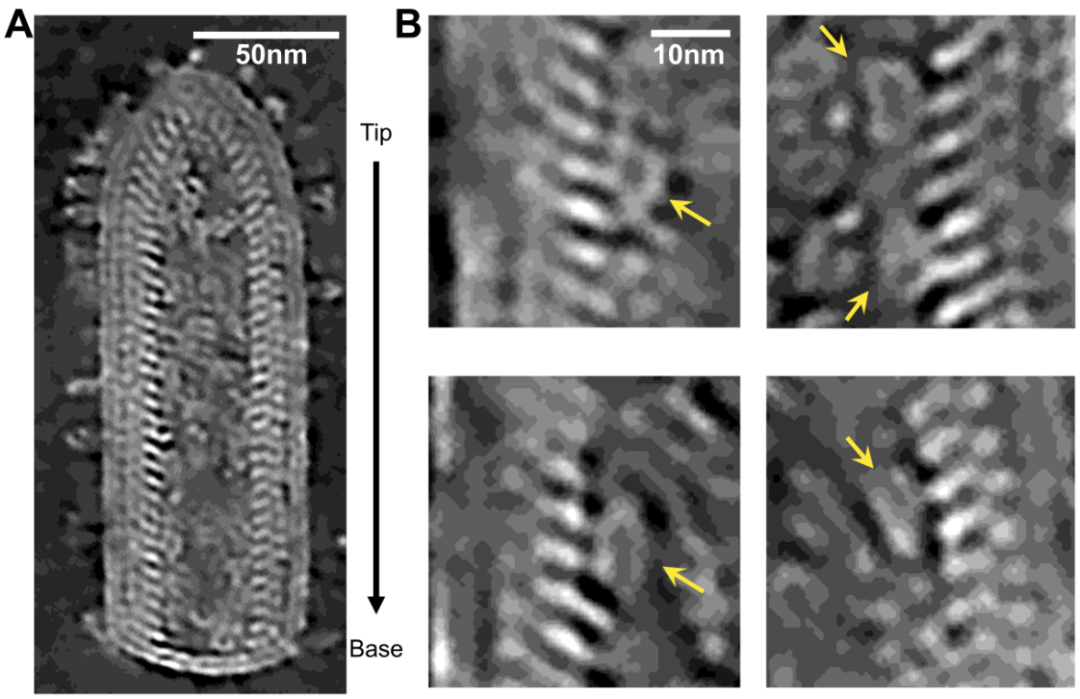 PNAS︱周正洪课题组解析水疱性口炎病毒聚合酶复合物的原位结构 - 知乎