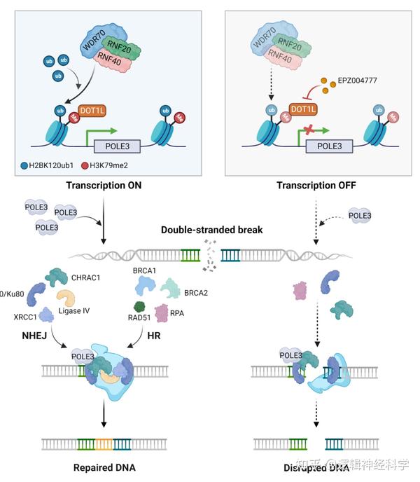 Sci Adv︱四川大学韩俊宏团队揭示WDR70调控DNA损伤修复的新机制 - 知乎