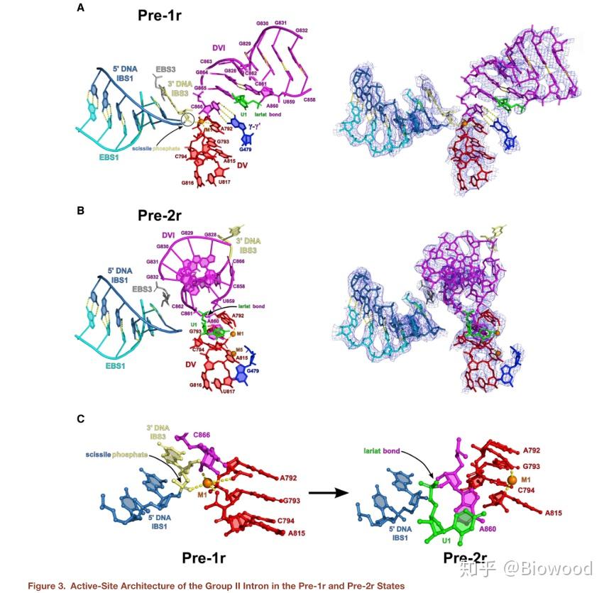 Pymol | 分子对接，活性位点 - 知乎
