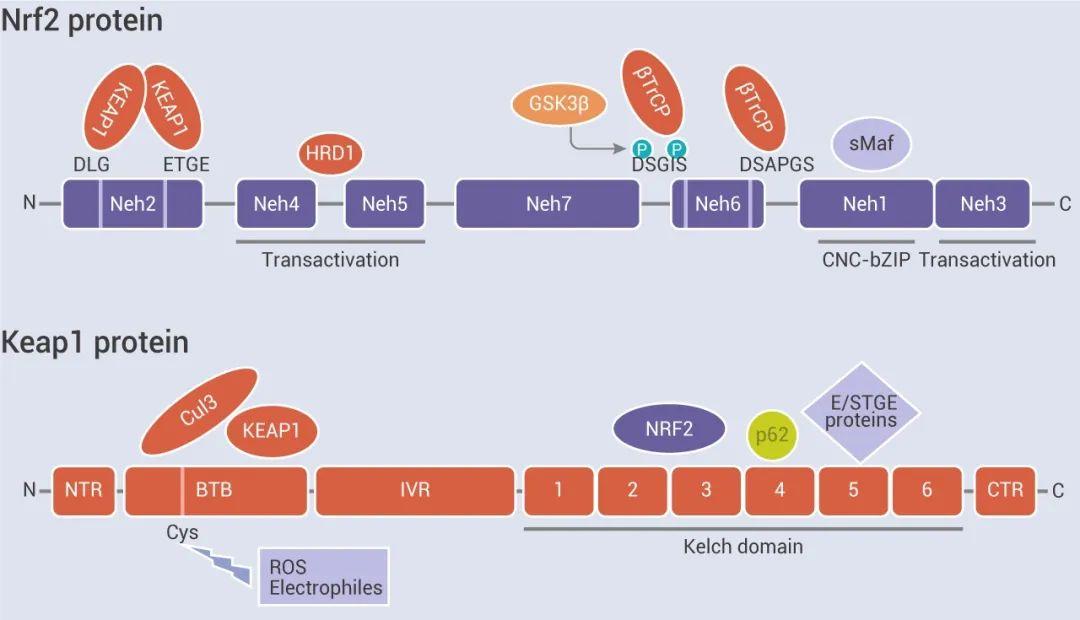 MCE | Nrf2 的重要作用 - 知乎