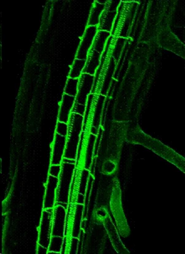 科学家揭示木质素合成机制，为高效抗逆作物分子育种提供新理论 - 知乎
