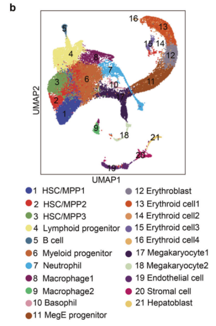 文献速递|首次发现了小鼠胎肝发育中造血干细胞和多能祖细胞扩增的基本功能单元，为造血干细胞的体外扩增提供了新的理论支持。 - 知乎