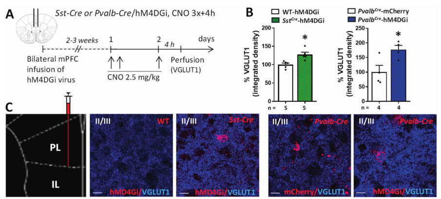 【文献解读】摆脱抑郁！抑制mPFC的GABA能中间神经元让你和抑郁症说再见 - 知乎