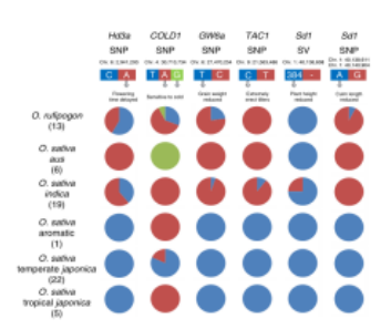 泛基因组(Pan-genome)研究思路与应用—作物篇 - 知乎