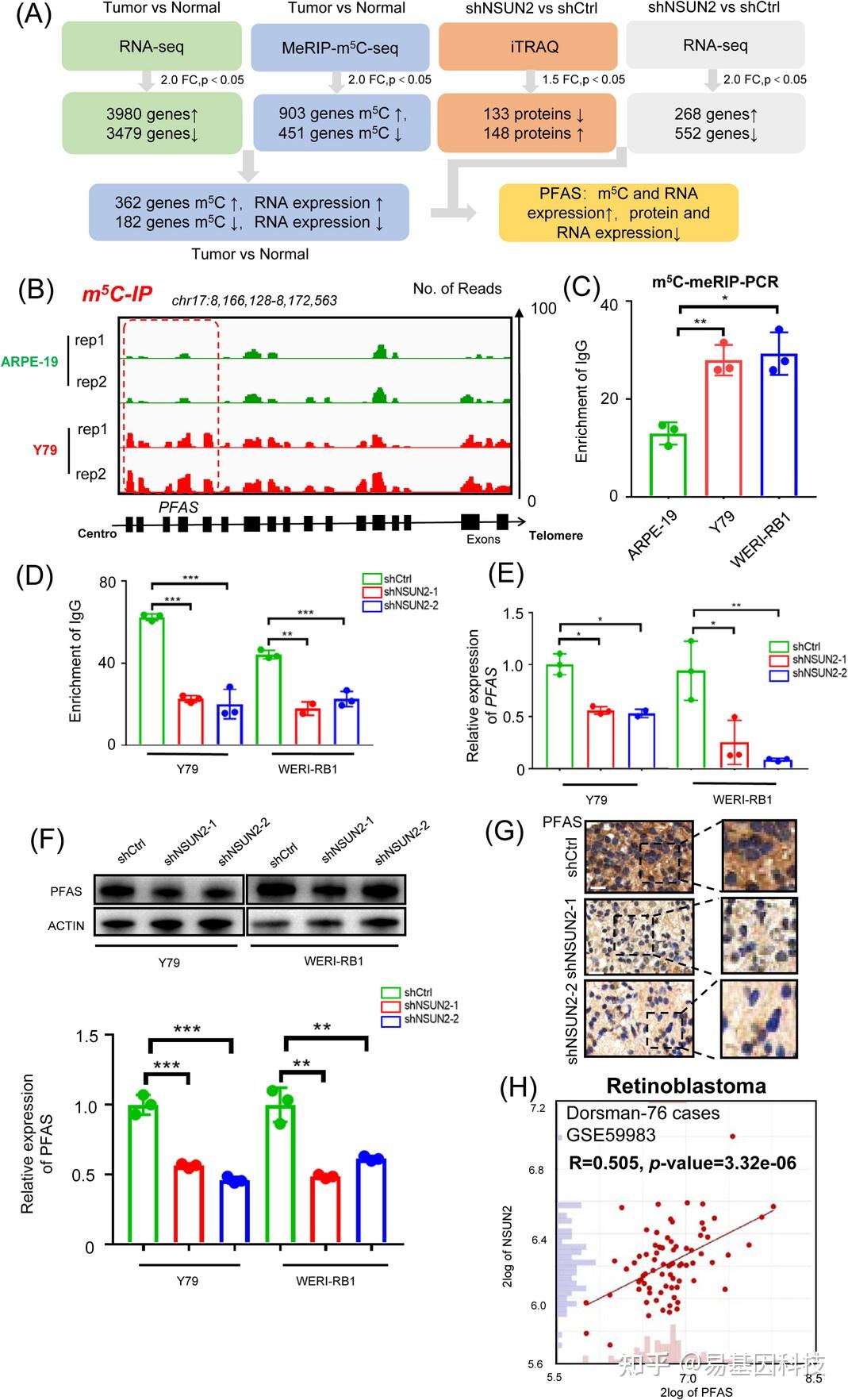 易基因：NSUN2介导的m5C RNA甲基化在视网膜母细胞瘤进展中的重要作用 | 科研速递 - 知乎