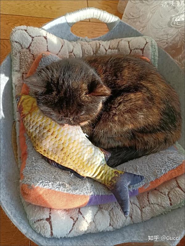 猫咪泌尿系统问题的一些个人经验总结 知乎 