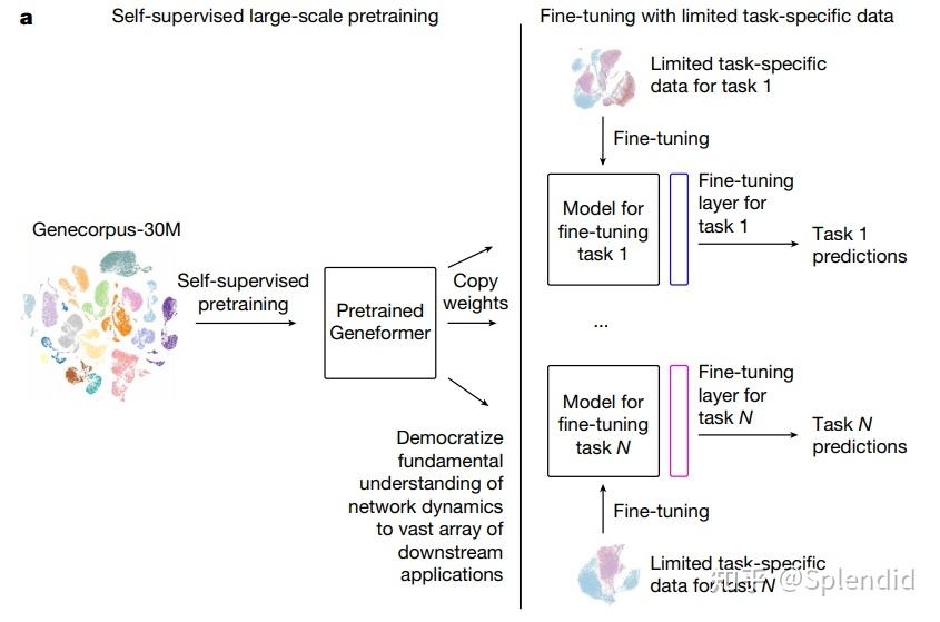 基于昇腾适配基因表达预测模型Geneformer - 知乎