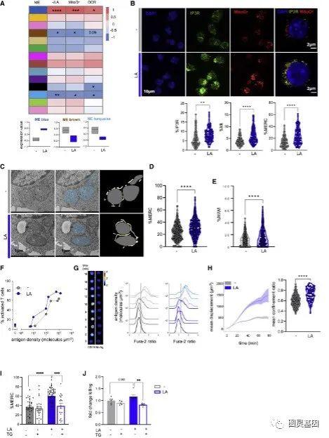 Cell Met ｜ 亚油酸通过强化线粒体，增强CD8+ T细胞的代谢适应性和抗肿瘤免疫 - 知乎