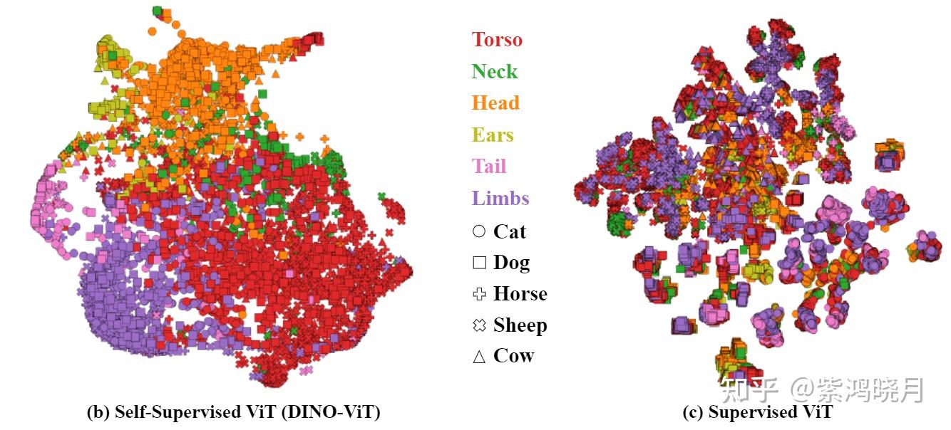 Deep ViT Features as Dense Visual Descriptors - 知乎