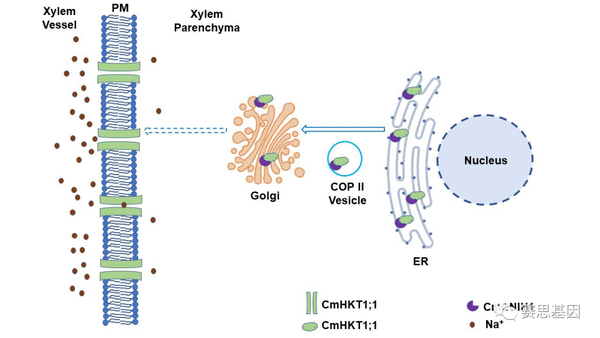 【PLANT J】CmCNIH1通过影响南瓜中CmHKT1;1的运输从而提高南瓜的耐盐性 - 知乎