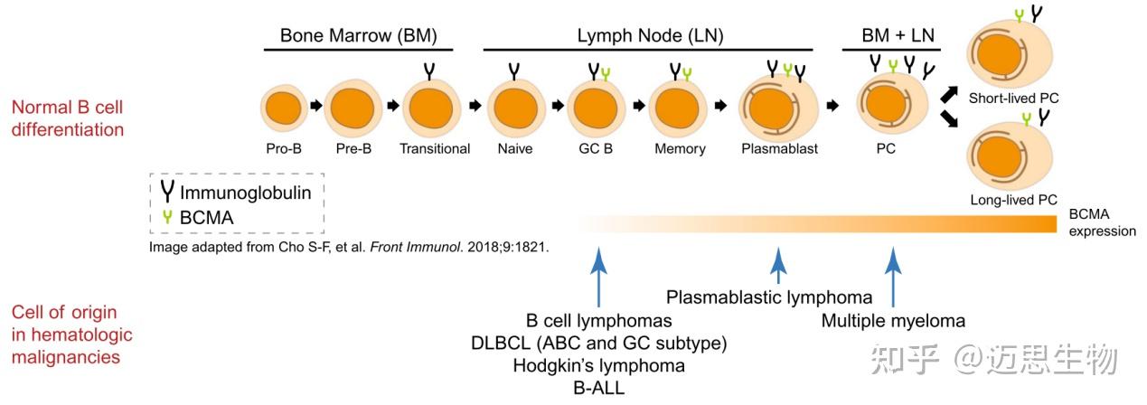 B细胞成熟抗原BCMA - 知乎