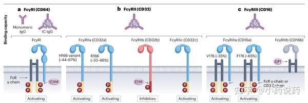 肿瘤免疫治疗中的Fcγ受体和免疫调节抗体 - 知乎