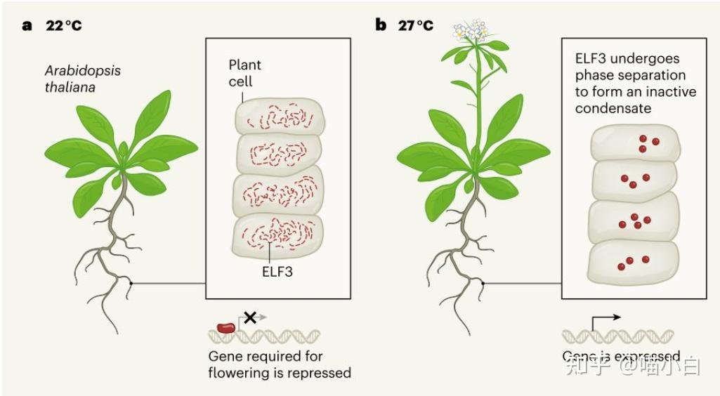 【科技前沿分享】植物感知温度的机制是怎样的？ - 知乎