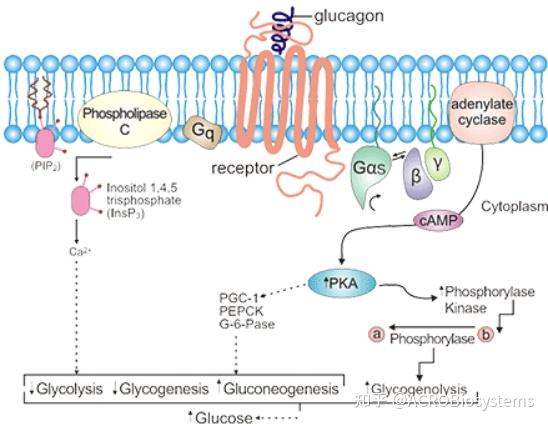 【全球首个】GLP-1R/GIPR/GCGR三激动剂项目启动Ⅲ期临床 - 知乎