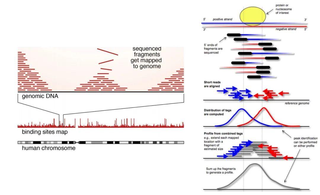 一文讲明白ChIP-seq：高分文章里为什么做ChIP-seq? - 知乎