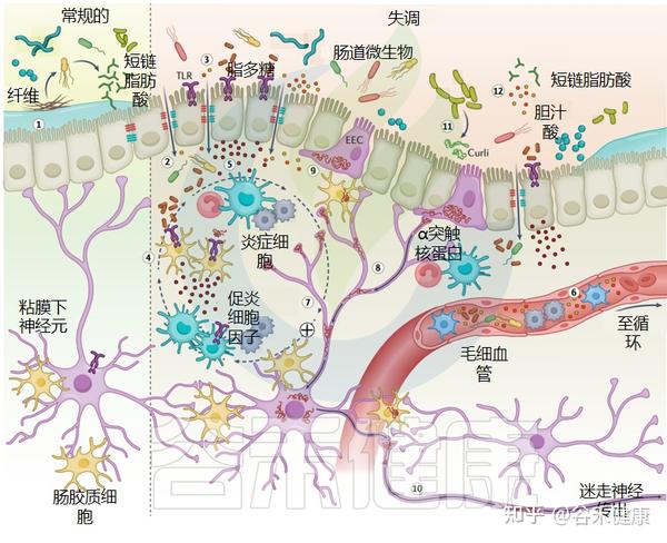 肠道微生物与帕金森以及相关影响因素 - 知乎