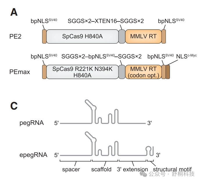 基因编辑之Prime editor的进阶历程 - 知乎