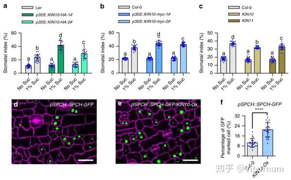文献翻译：KIN10通过稳定转录因子SPEECHLESS促进气孔发育 - 知乎