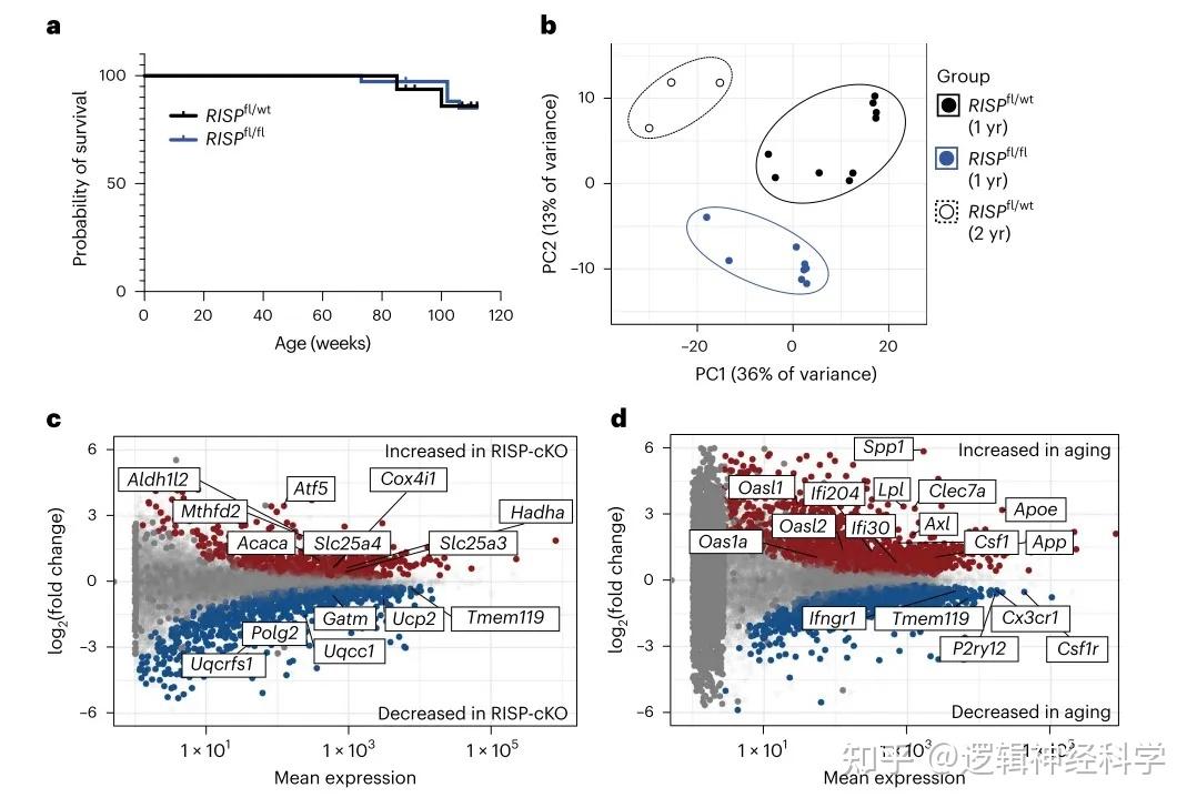 Nat Metab｜美国西北大学团队揭示小胶质细胞的线粒体呼吸功能在机体应对脱髓鞘损伤中至关重要 - 知乎