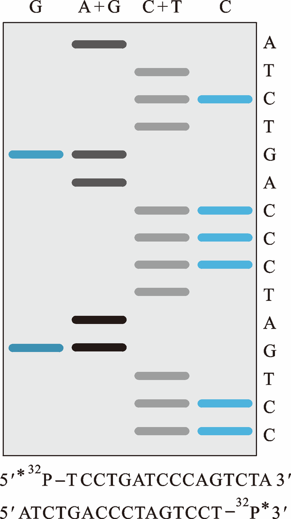 分析特定 DNA 片段的碱基序列——DNA 测序方法概述 - 知乎