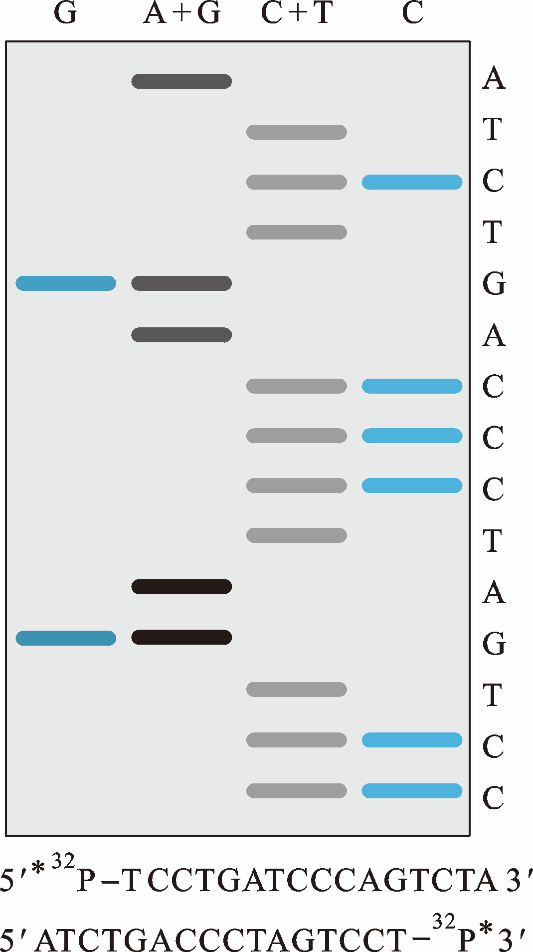 分析特定 DNA 片段的碱基序列——DNA 测序方法概述 - 知乎