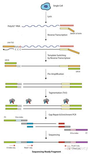 转录组测序（RNA） - 知乎