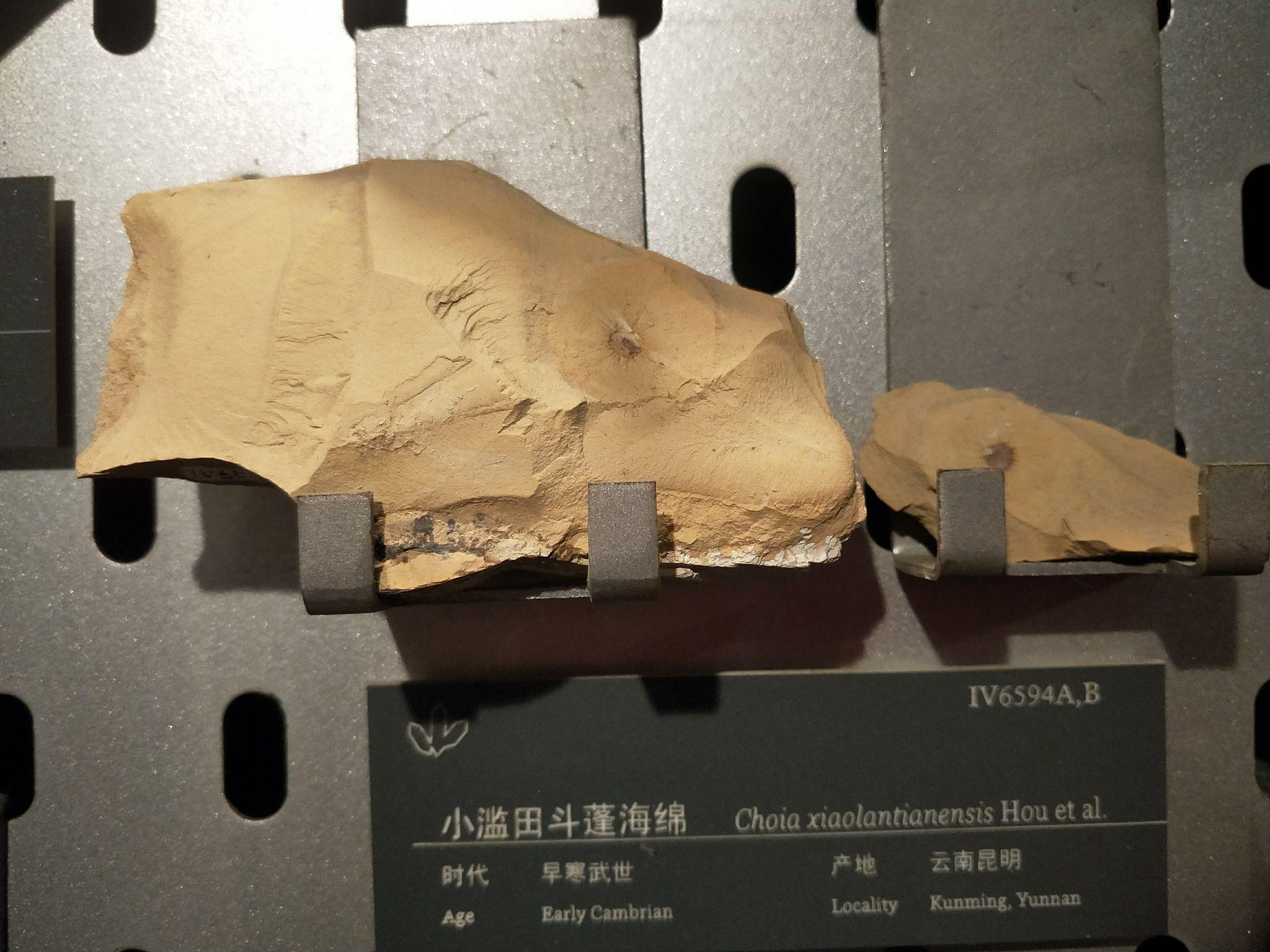 地质博物馆记行：馆藏.寒武纪篇 - 知乎