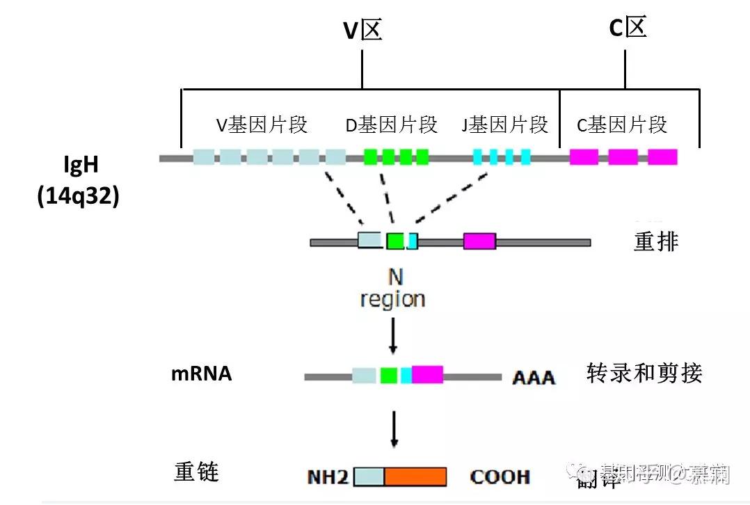 IGHV检测，你以为只有慢淋患者需要做？ - 知乎