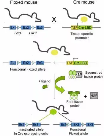 诱导性Cre，给基因敲除装个“开关” - 知乎