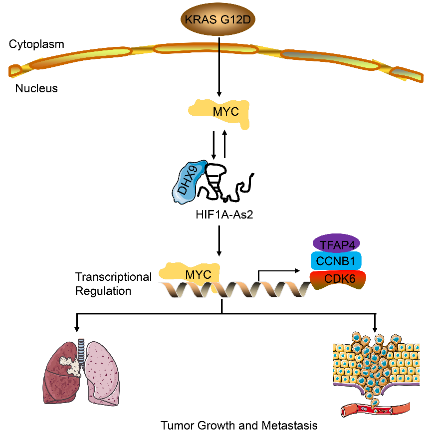 CDD | 兰州大学发现lncRNA HIF1A-As2调控非小细胞肺癌发生发展的调控新机制 - 知乎