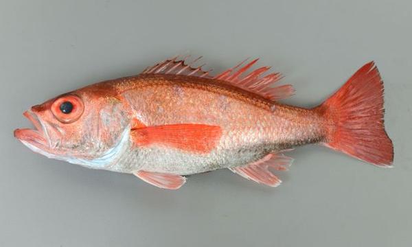 金吉鱼和金目鲷 | 那些年，我们分不清的网红红鱼…… - 知乎