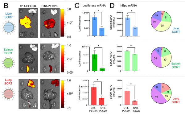 PNAS | On the mechanism of tissue-specific mRNA delivery by selective ...