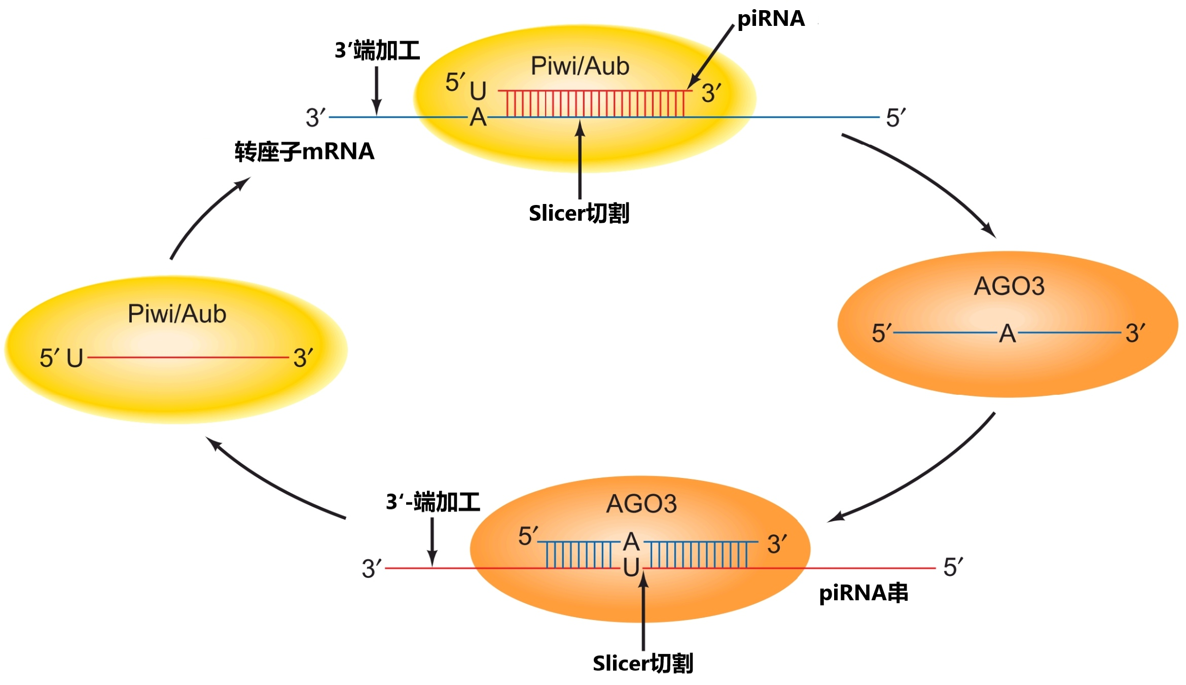 RNA干扰（一）——mi-！si-！pi-！ - 知乎