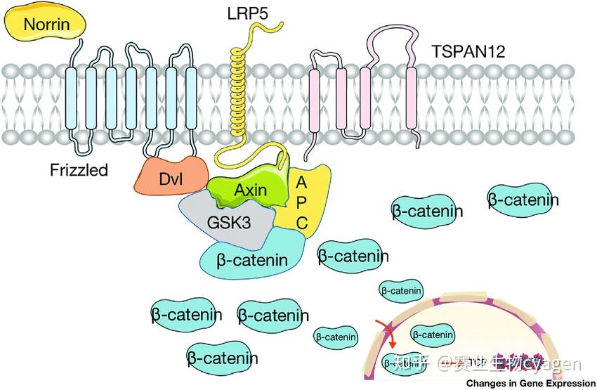 危！新生儿警惕这个眼病——FEVR - 知乎