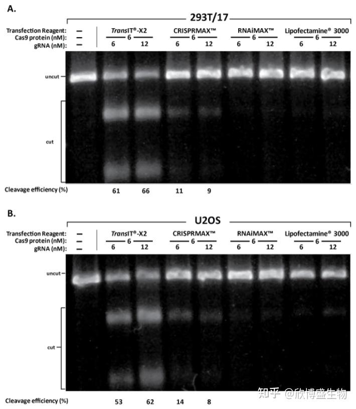 Mirus全能型转染试剂：TransIT-X2®应对多种核酸/蛋白及细胞类型 - 知乎