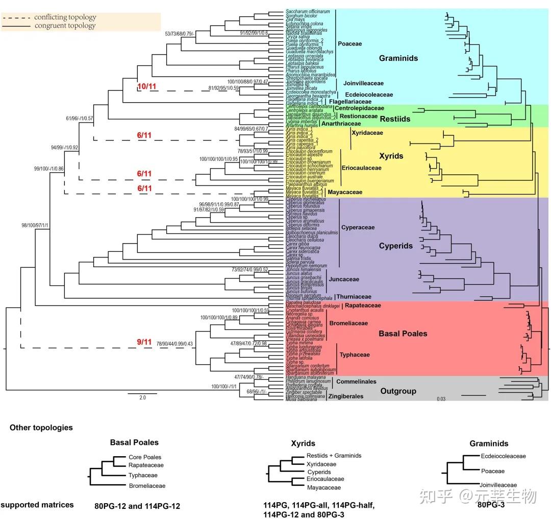 细胞器基因组助力物种系统发育研究 - 知乎