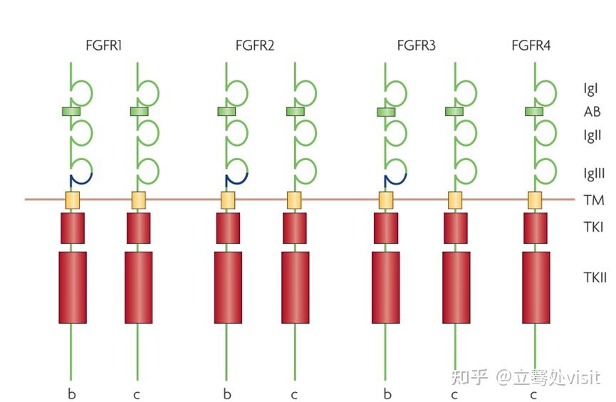 FGFs成纤维细胞生长因子及其受体那些事儿 - 知乎