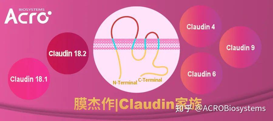 现货发售 | Claudin家族再添新成员：全长Claudin 4蛋白 - 知乎