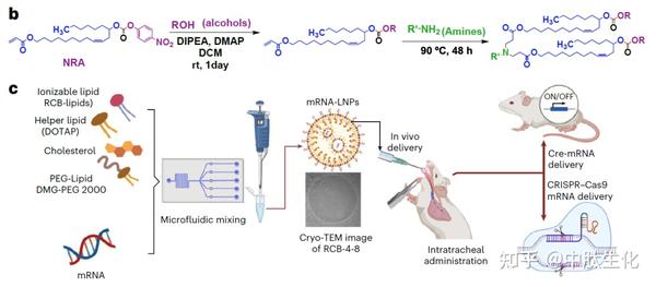 李博文等开发新型LNP载体，吸入后可实现对肺部的高效mRNA递送及基因编辑 - 知乎