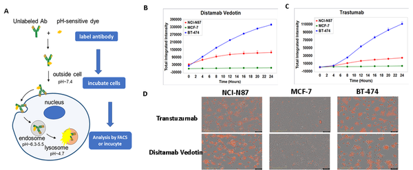 ADC药物发展及挑战 - 知乎